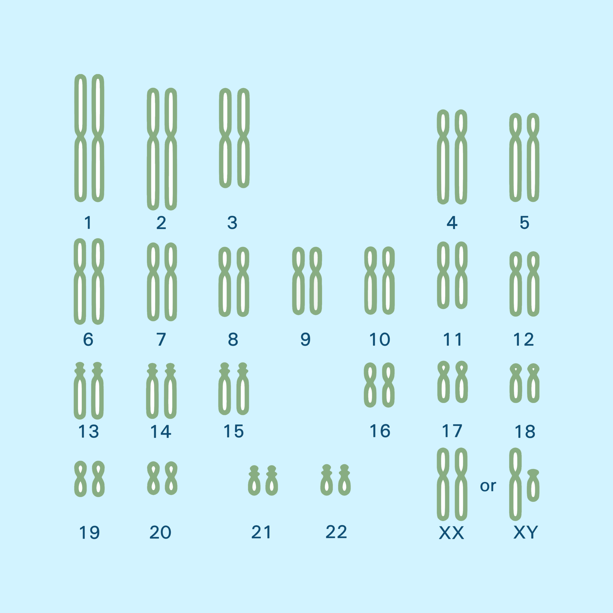 Embryo Genetic Testing - Generation Next Fertility