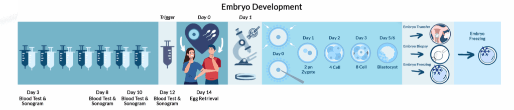 Traditional IVF - Generation Next Fertility